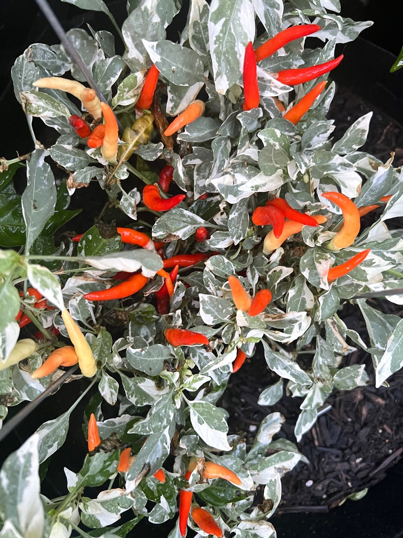 Uchu Cream Pepper 12 Seeds - Etsy