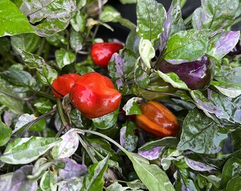 Calico Variegated Ornamental Hot Pepper Seeds - Etsy