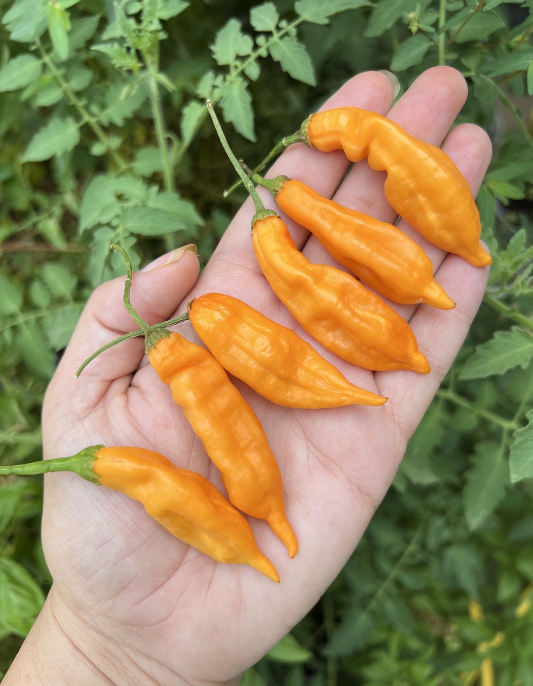 Aji Mango Pepper 12 Seeds - Etsy