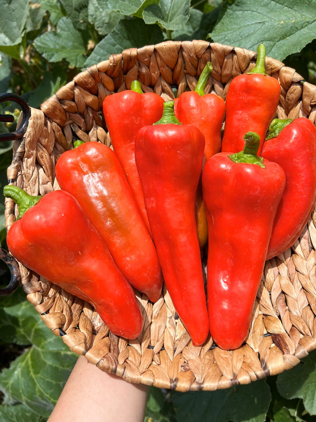 Carmen Pepper 12 Seeds - Etsy