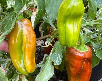 Rare Candy Cane Chocolate Cherry Sweet Bell Pepper Seeds, Variegated ...