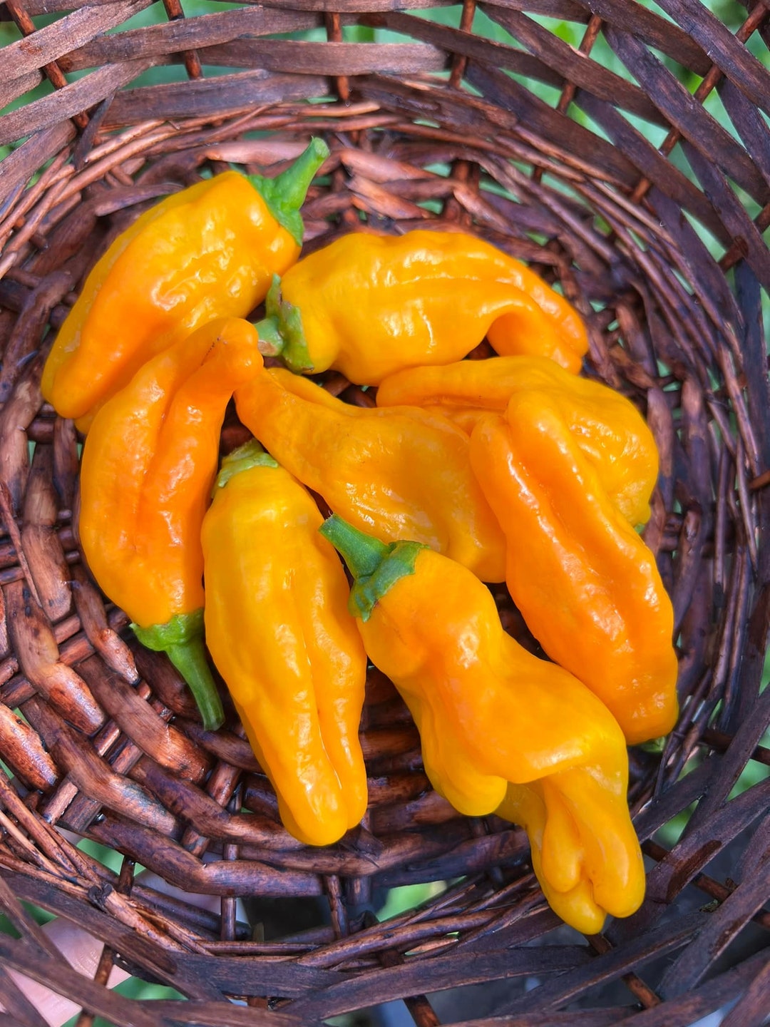 Orange Pepperoncini Pepper 12 Seeds - Etsy