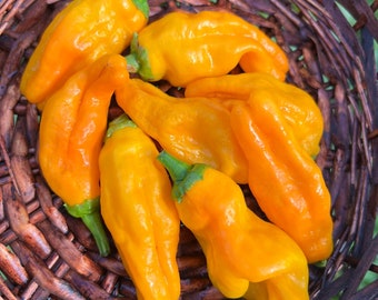 Orange Pepperoncini Peperoncini Italian Pickling Heirloom - Etsy