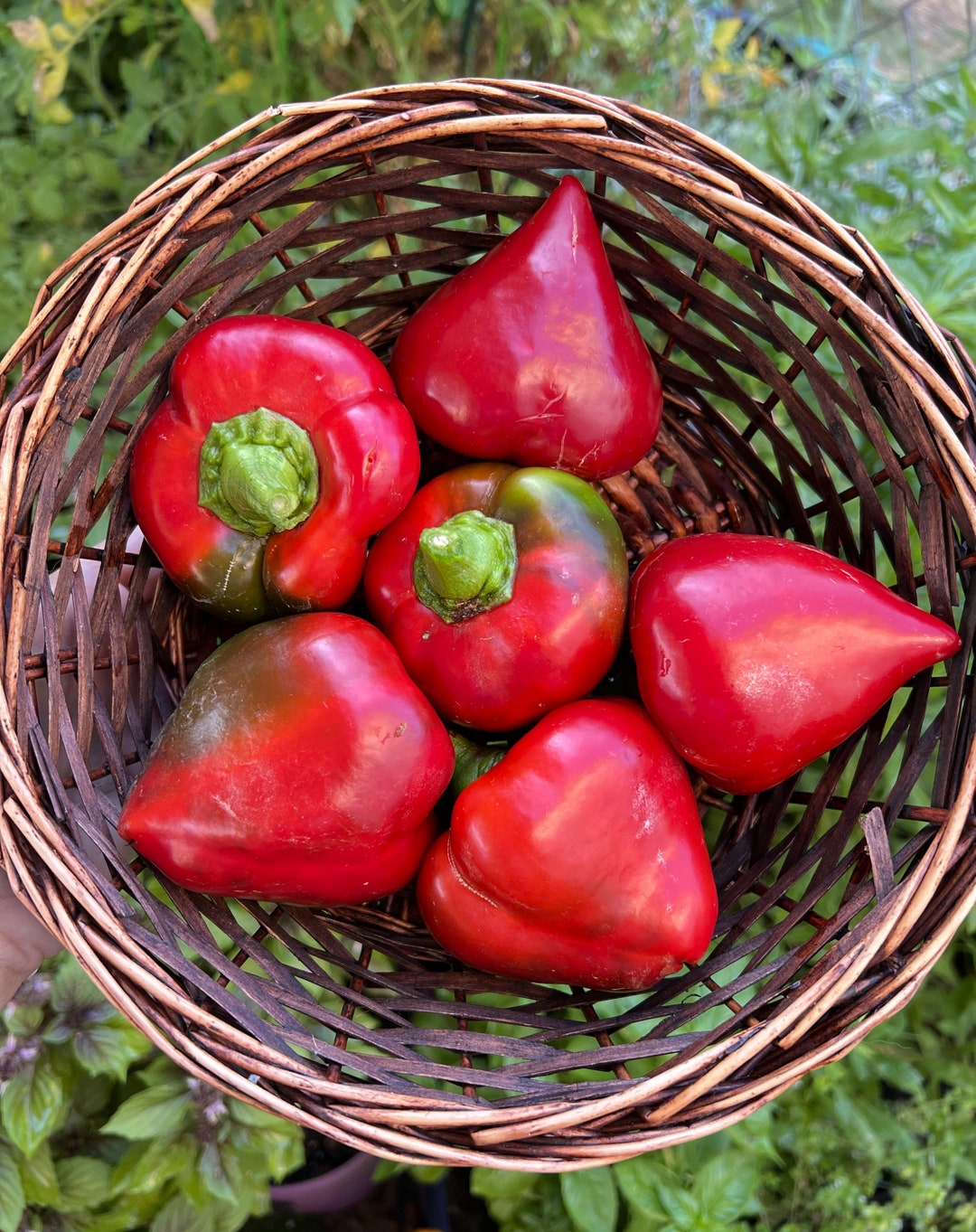 Lesya Pepper 12 Seeds - Etsy