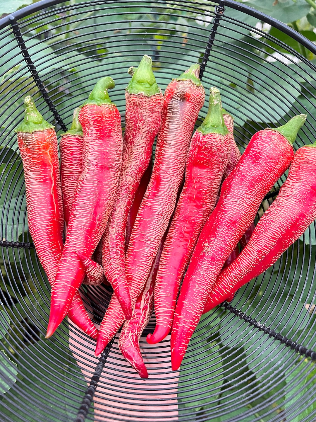 Vezena Piperka vezenka/rezha Macedonia Pepper 12 Seeds - Etsy