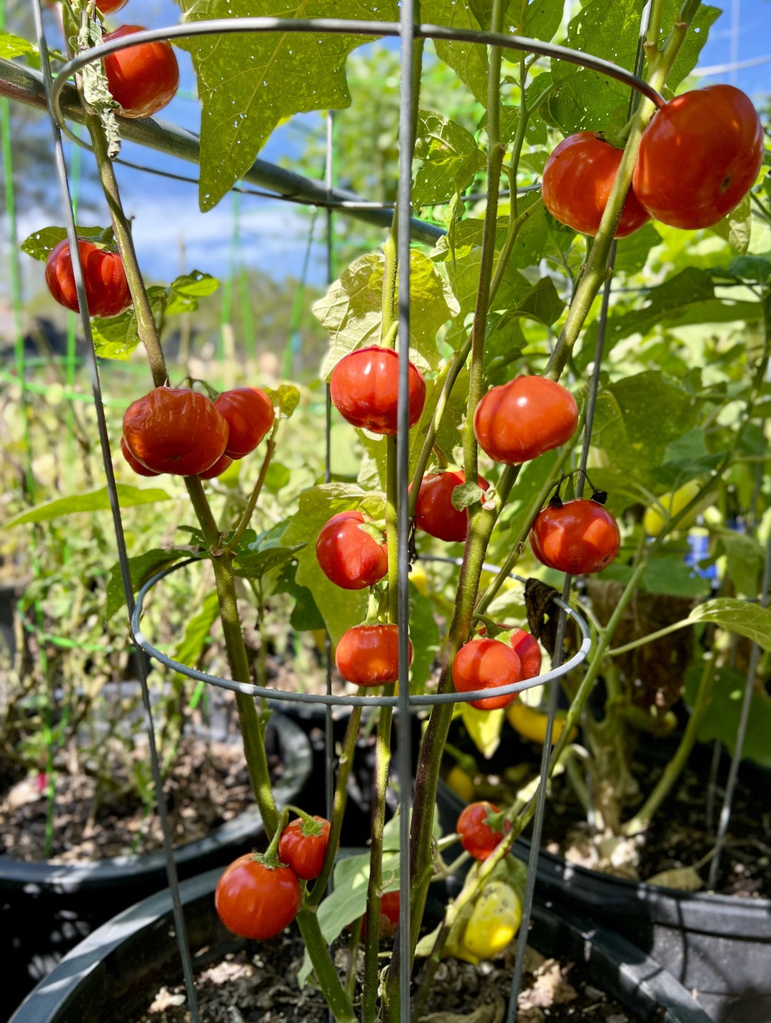Red Ruffled Eggplant Aka Pumpkins on a Stick 12 Seeds - Etsy