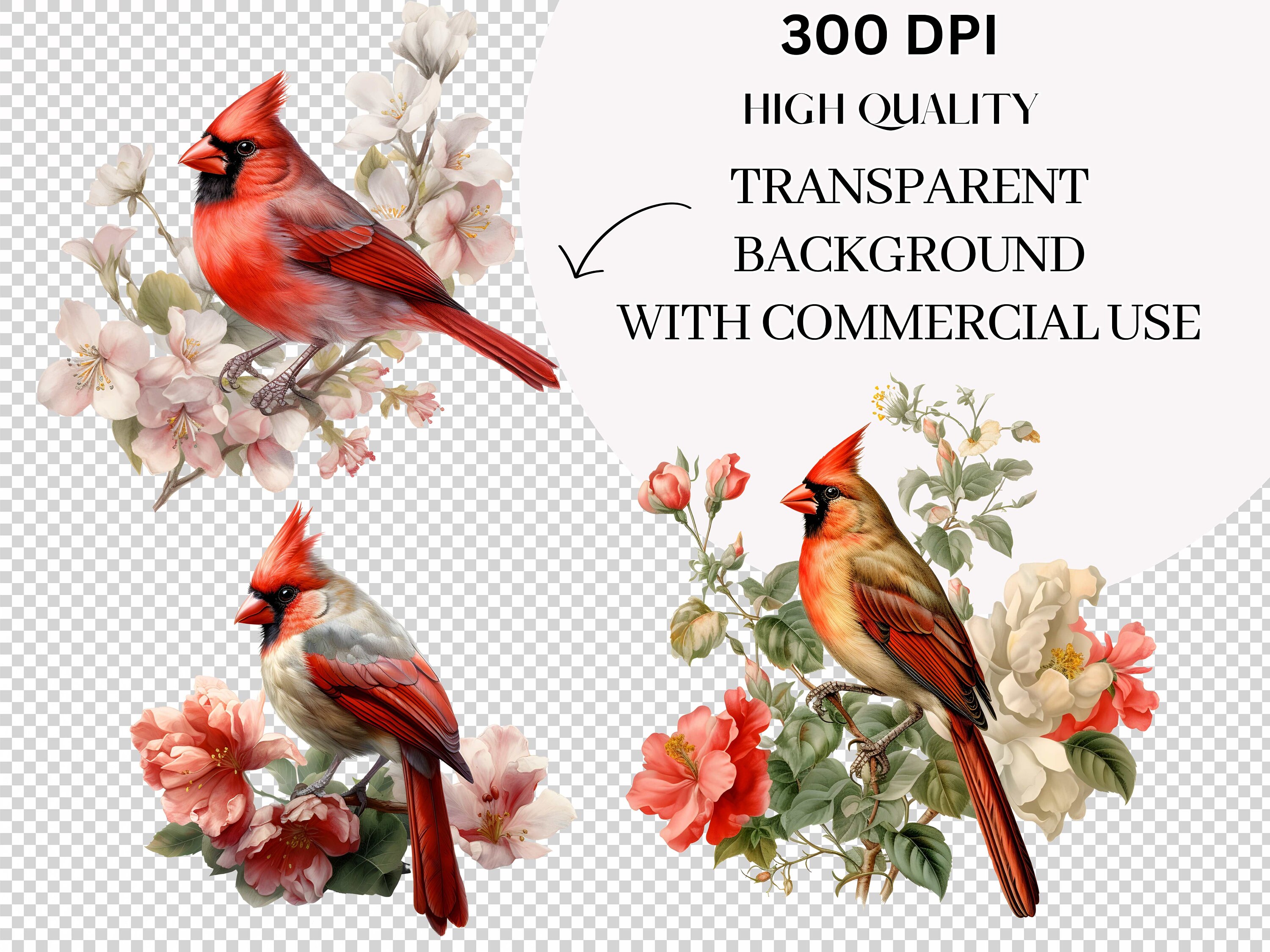 Watercolor Cardinal Bird, 10 High Quality Pngs, Clipart Pack Cardinal ...
