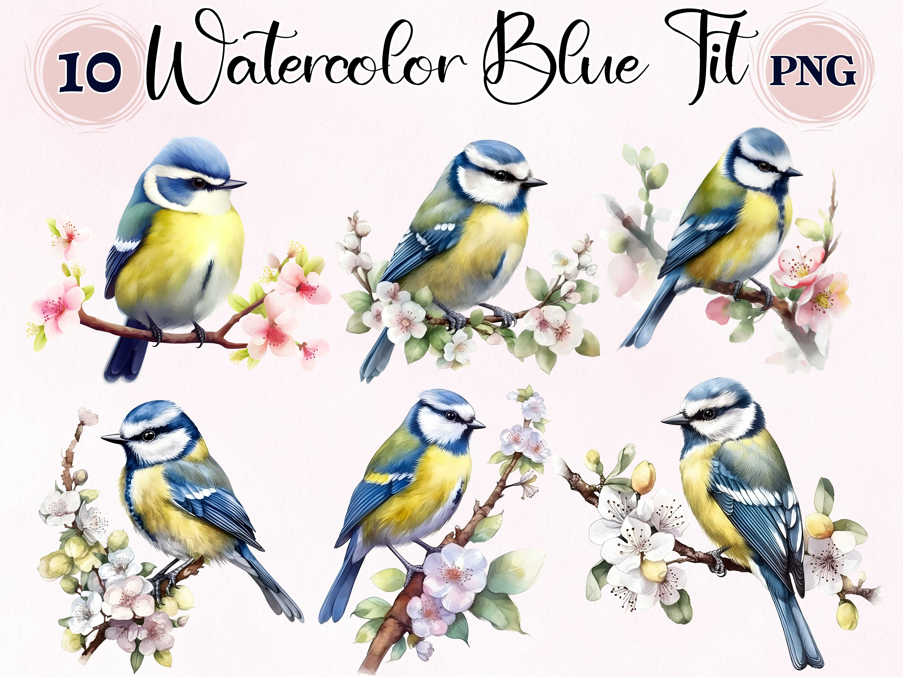 Watercolor Blue Tit, 10 High Quality Pngs, Clip Art Blue Tit Bird With ...