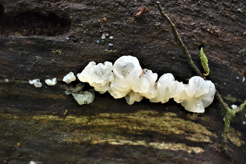 White Witches Butter Mushroom Fungi Arkansas Nature Photography Digital ...