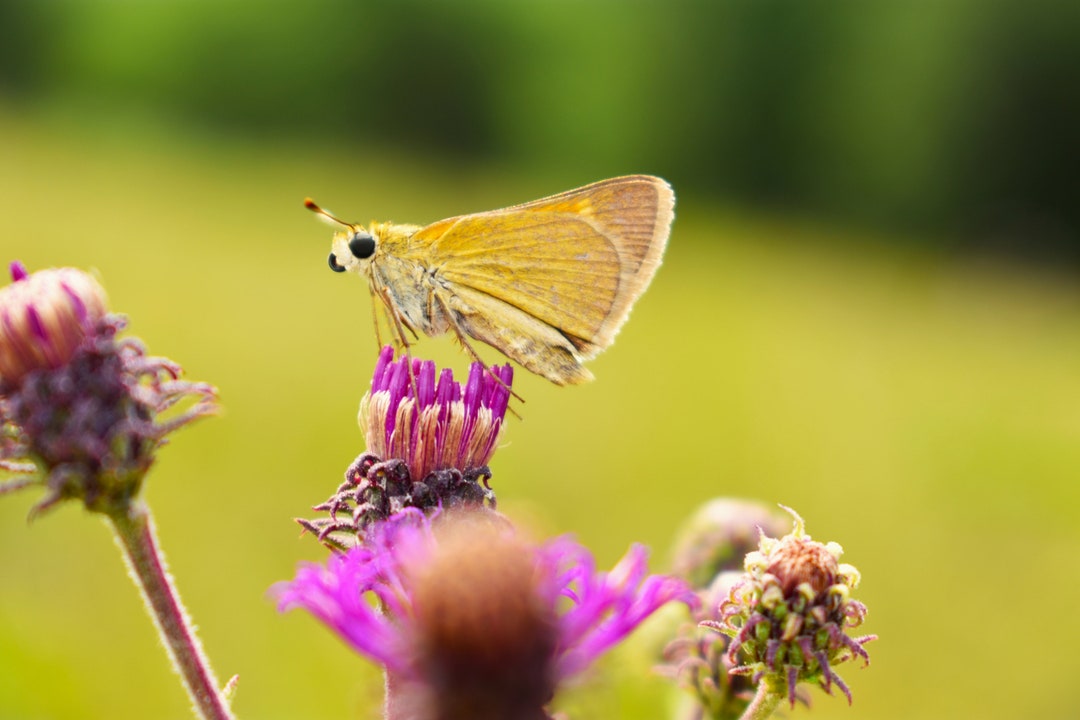 Yellow Skipper Moth Pollinator Purple Wildflower Arkansas - Etsy