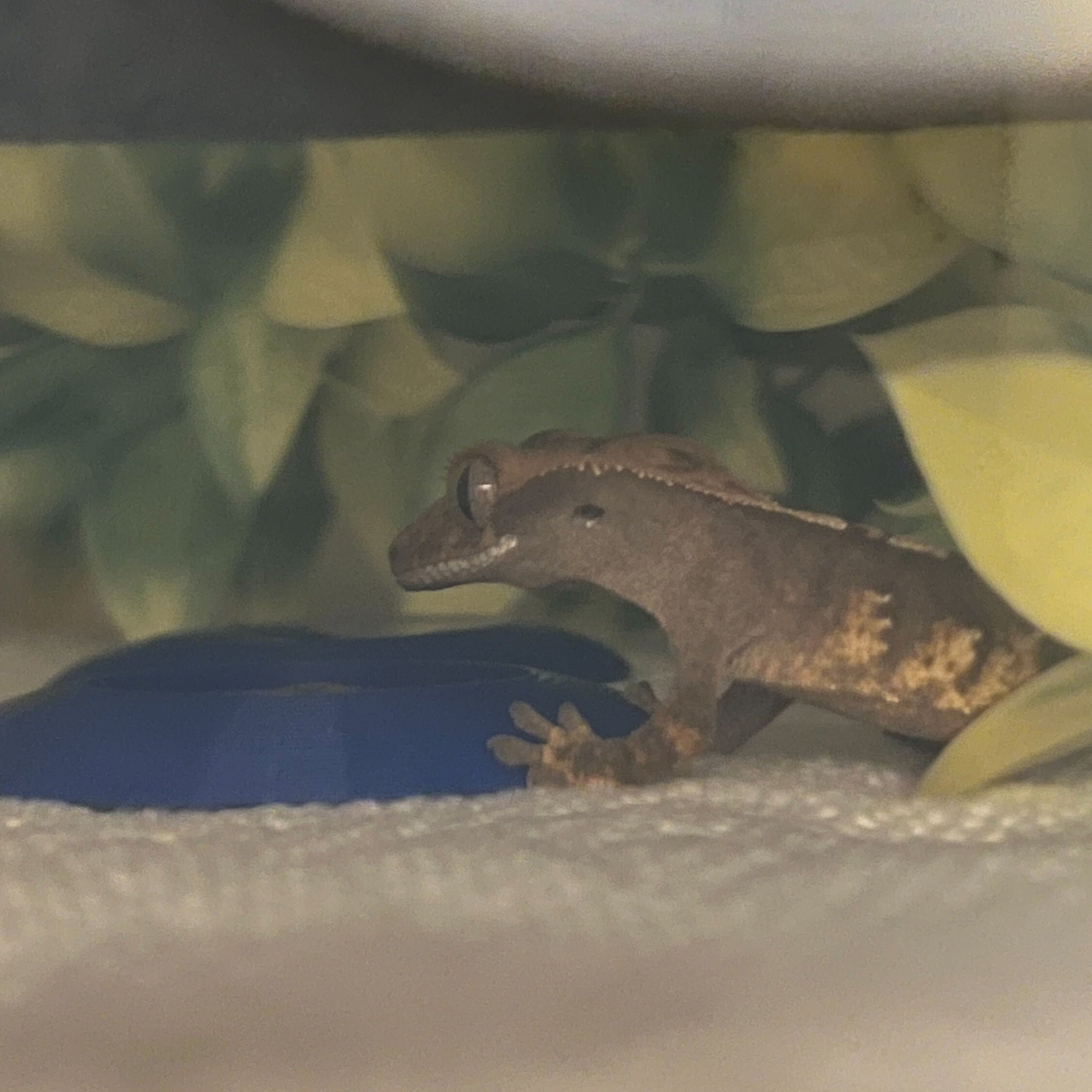 100 Count Hatchling Bowls/ Gecko Dishes/ Crested Gecko Feeding/ Baby ...