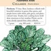 Collards, Organic, Heirloom, Greens, Spring, Fall, Winter, Vegetable ...