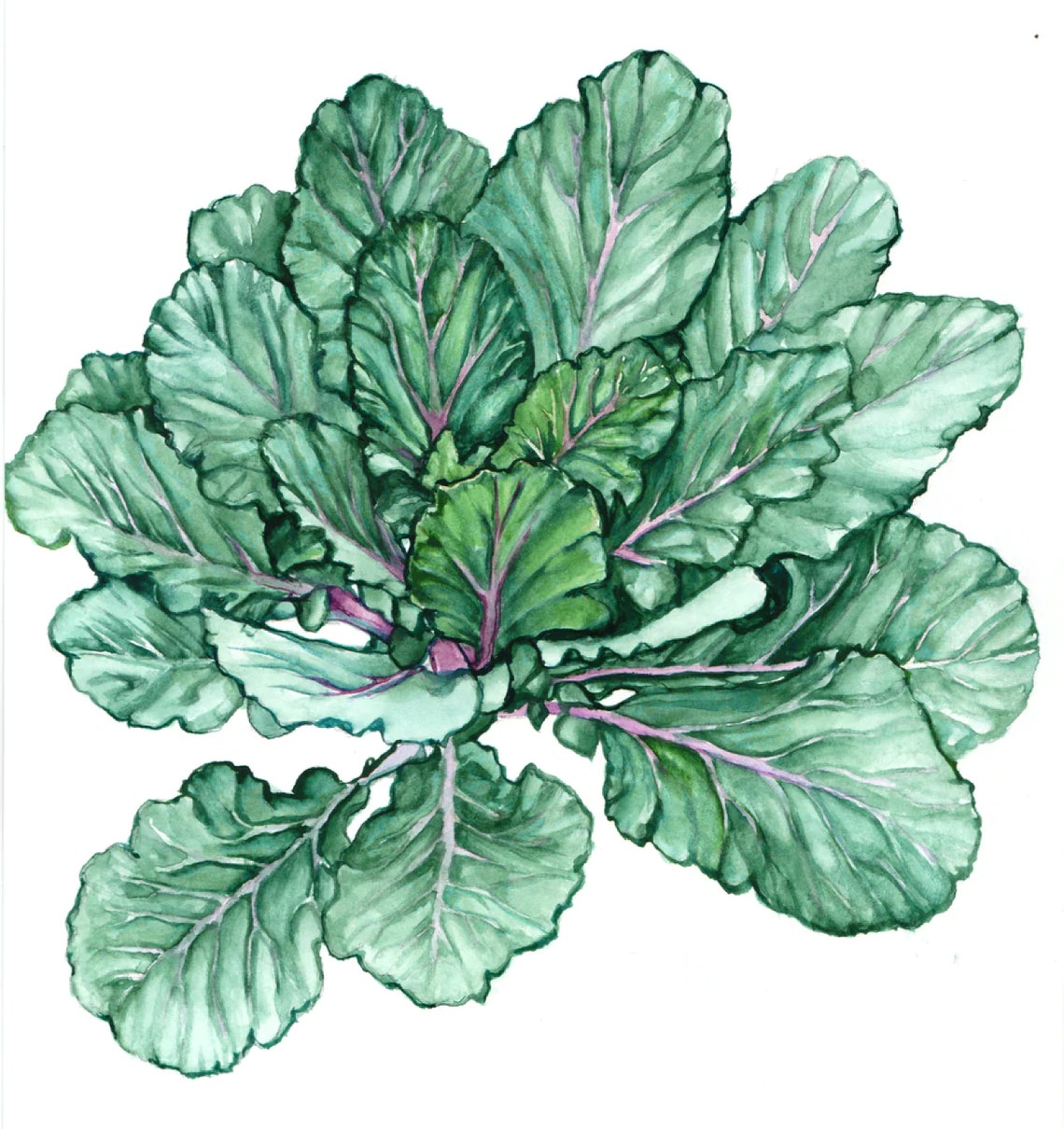 Collards, Organic, Heirloom, Greens, Spring, Fall, Winter, Vegetable ...