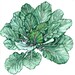 Collards, Organic, Heirloom, Greens, Spring, Fall, Winter, Vegetable ...