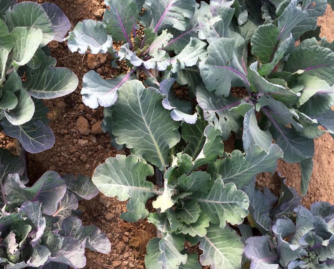 Collards, Organic, Heirloom, Greens, Spring, Fall, Winter, Vegetable ...