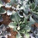 Collards, Organic, Heirloom, Greens, Spring, Fall, Winter, Vegetable ...