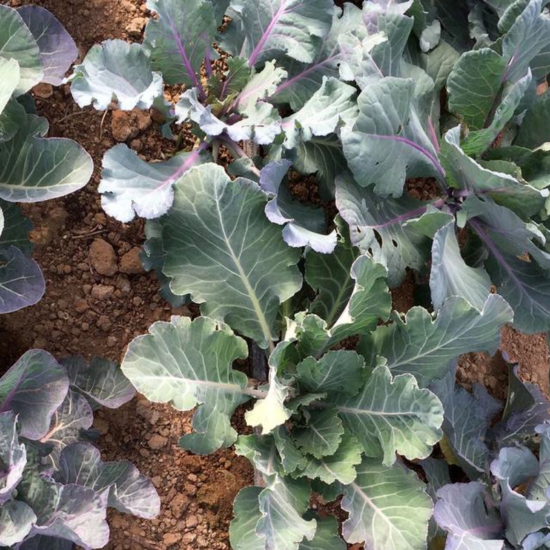 Vegetables Greens - Etsy