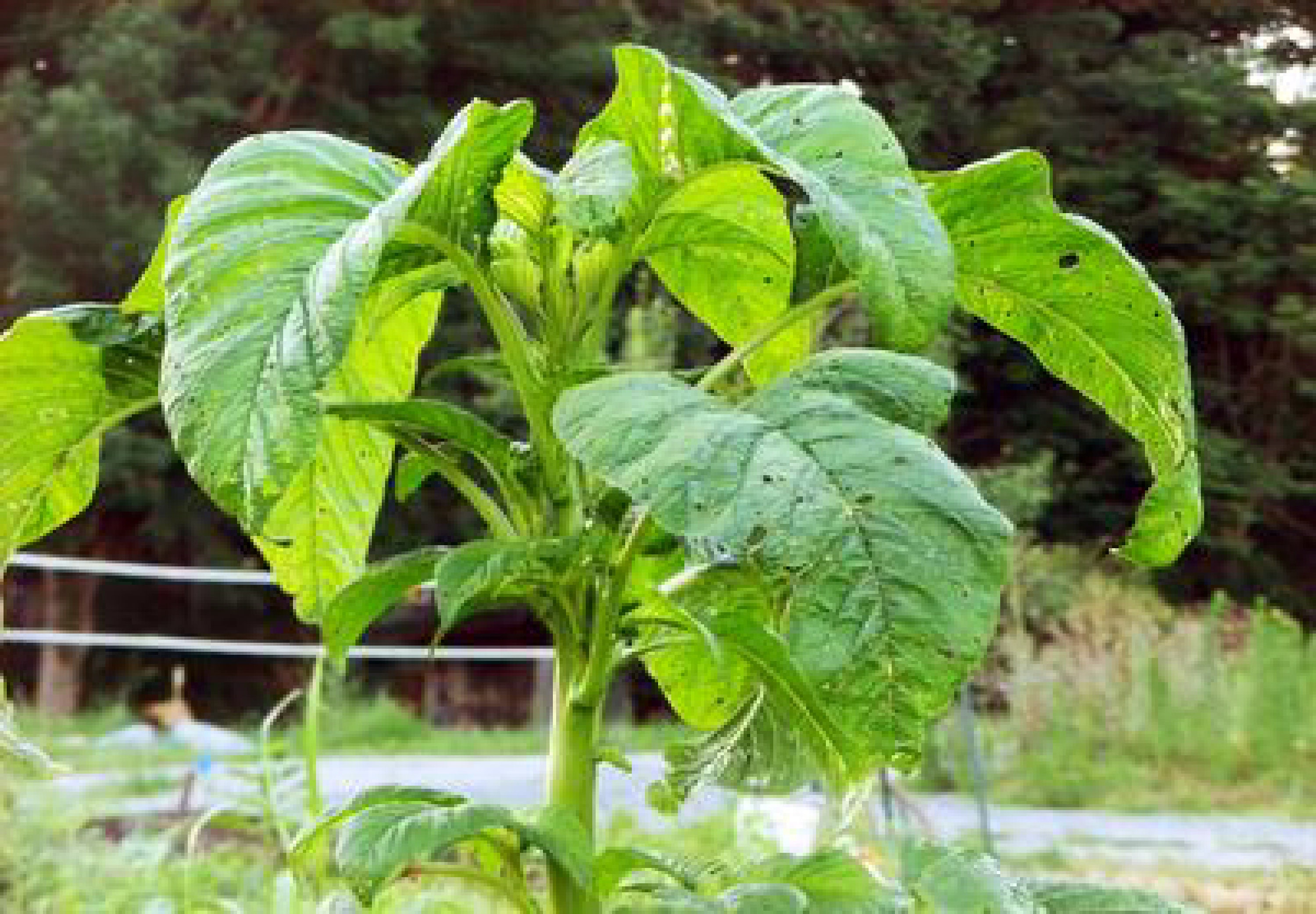 Spinach Alternative, Greens, Jamaican Variety, Summer, Garden, Organic ...