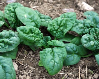 Collards, Organic, Heirloom, Greens, Spring, Fall, Winter, Vegetable ...
