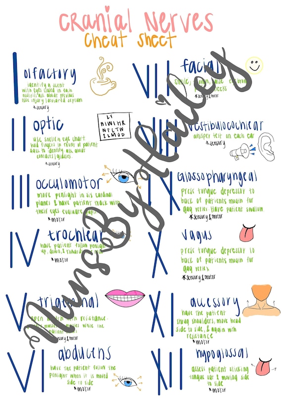 Cranial Nerves Nursing Cheat Sheet - Etsy Israel