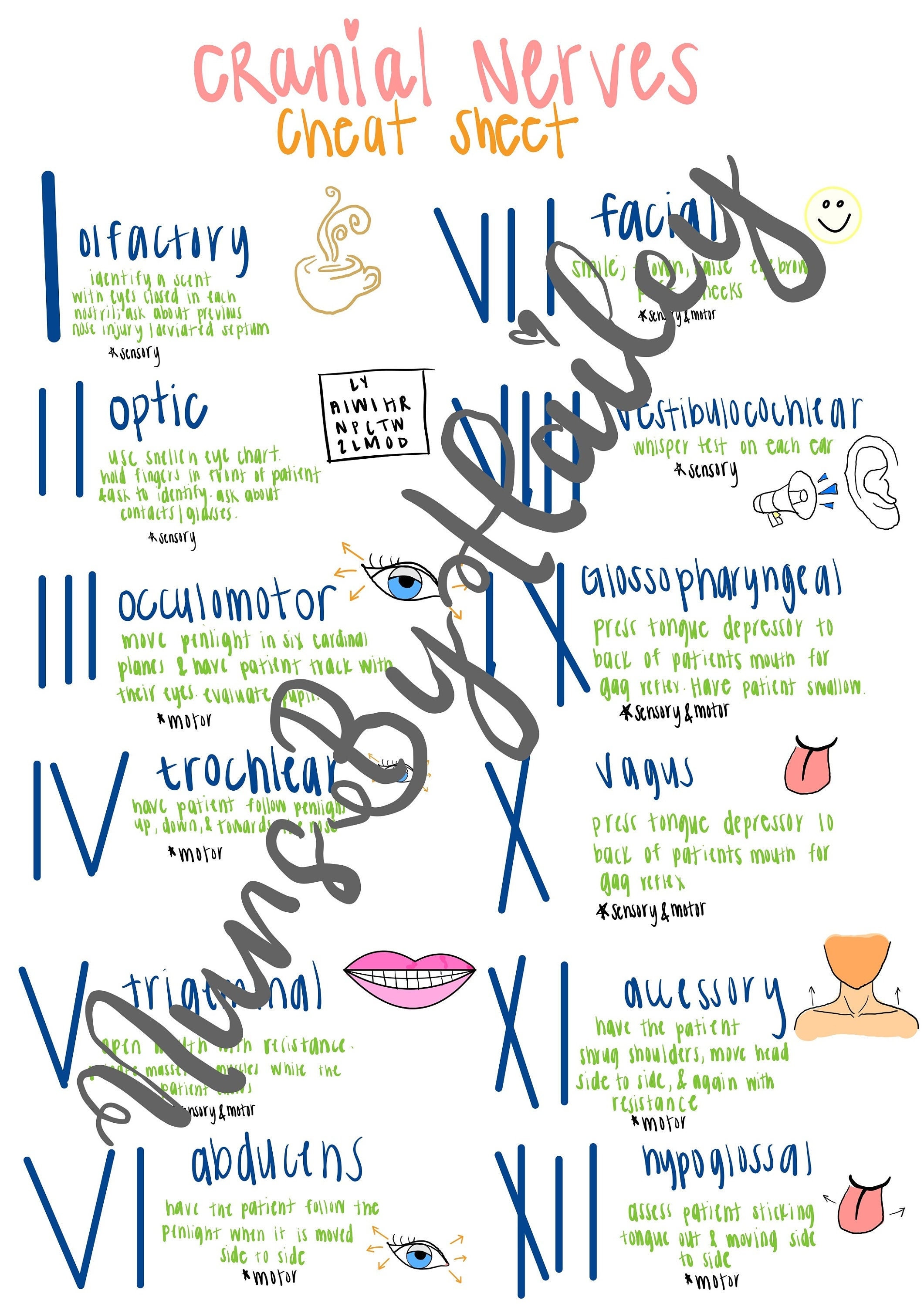 Cranial Nerves Nursing Cheat Sheet - Etsy