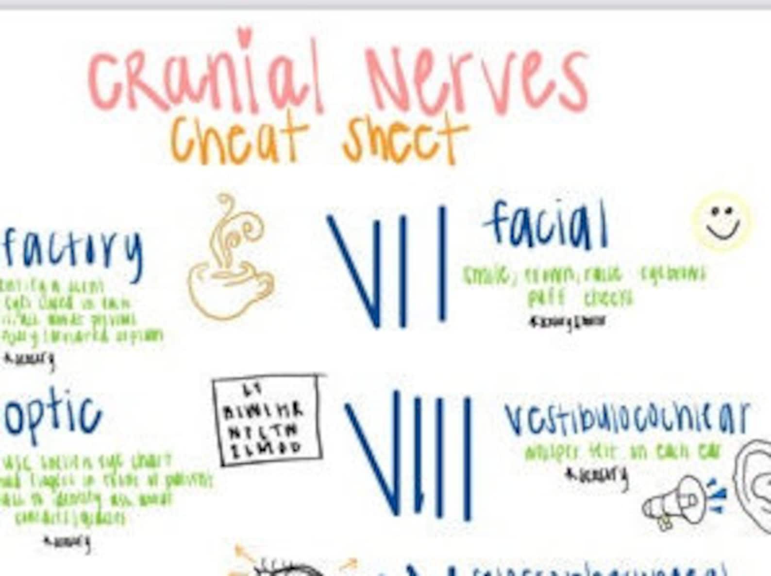 Cranial Nerves Nursing Cheat Sheet - Etsy