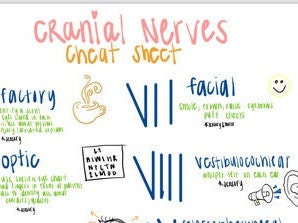 Cranial Nerves Nursing Cheat Sheet - Etsy