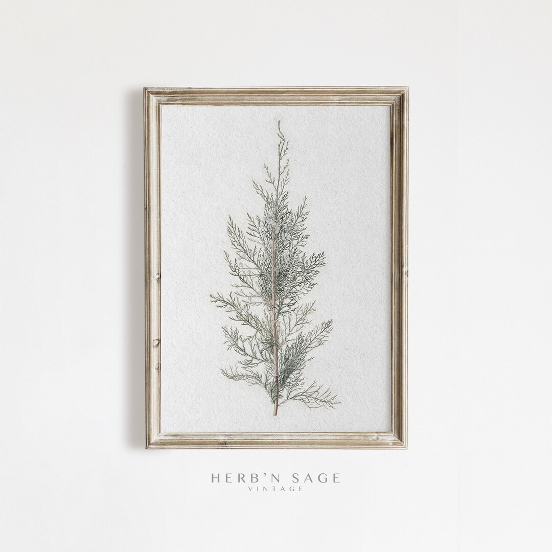 Vintage Juniper Berry Branch Art | Antique Painting of a Juniper Berry ...