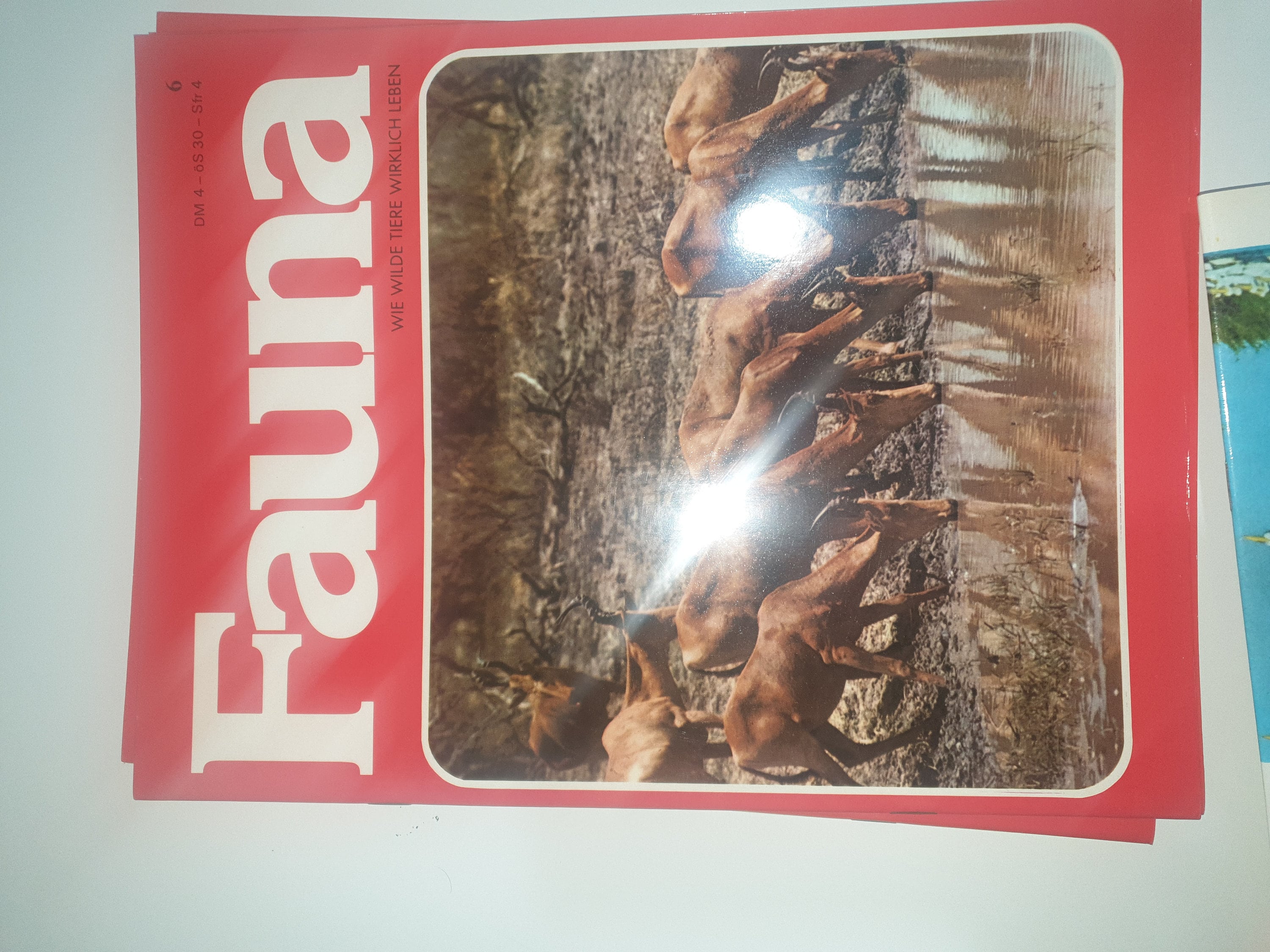 FAUNA How Wild Animals Really Live - Etsy