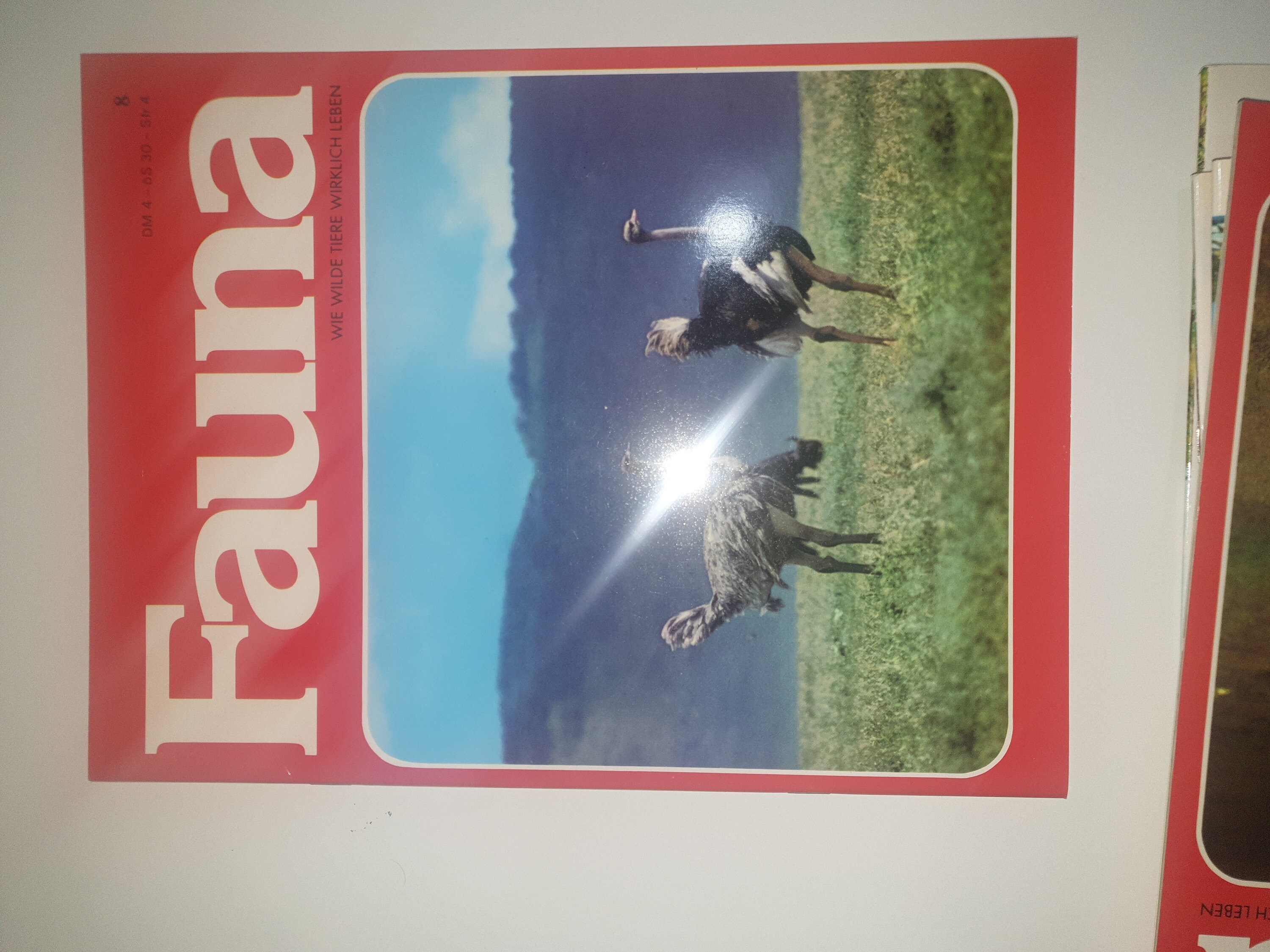 FAUNA How Wild Animals Really Live - Etsy