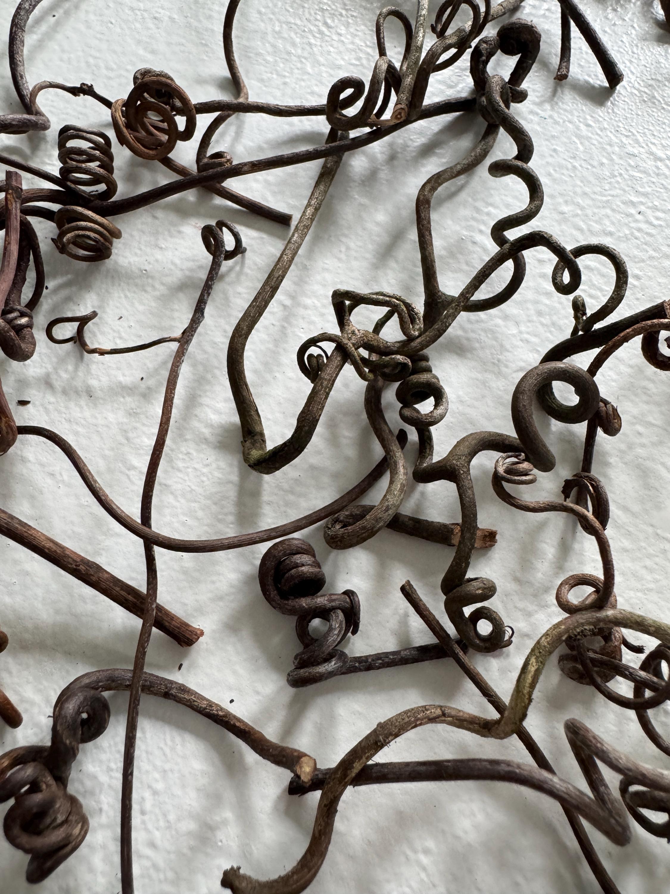 Grapevine Tendrils Light and Airy Naturally Dried 2-5" Length for ...