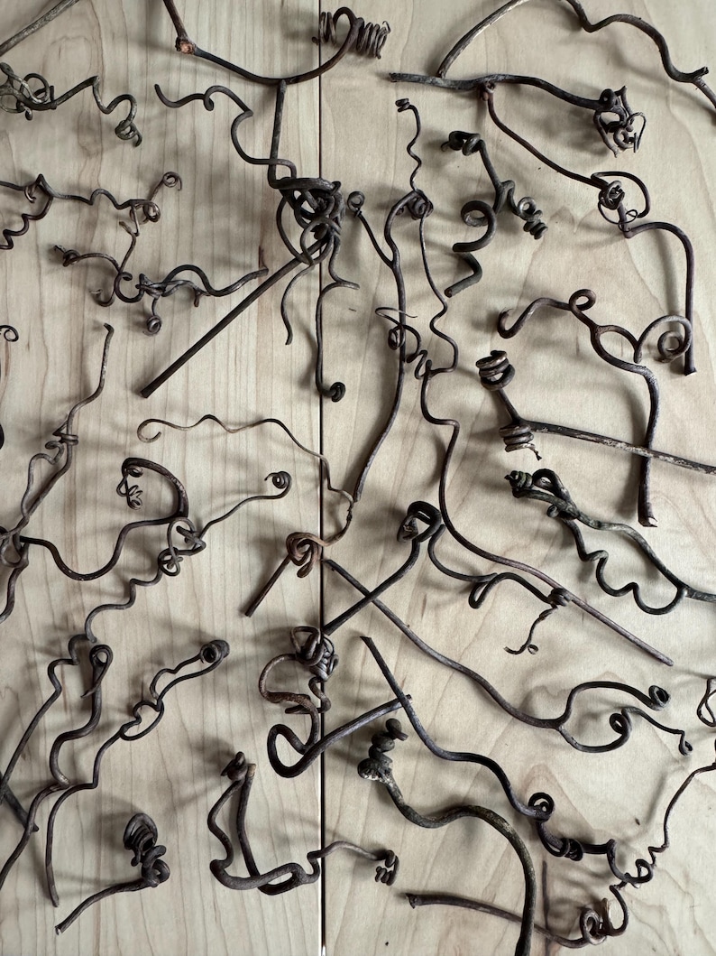 Grapevine Tendrils Light and Airy Naturally Dried 2-5" Length for ...