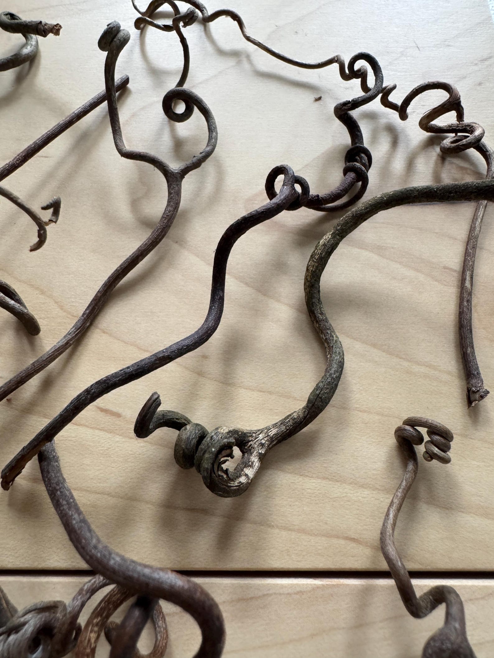 Grapevine Tendrils Light and Airy Naturally Dried 2-5" Length for ...