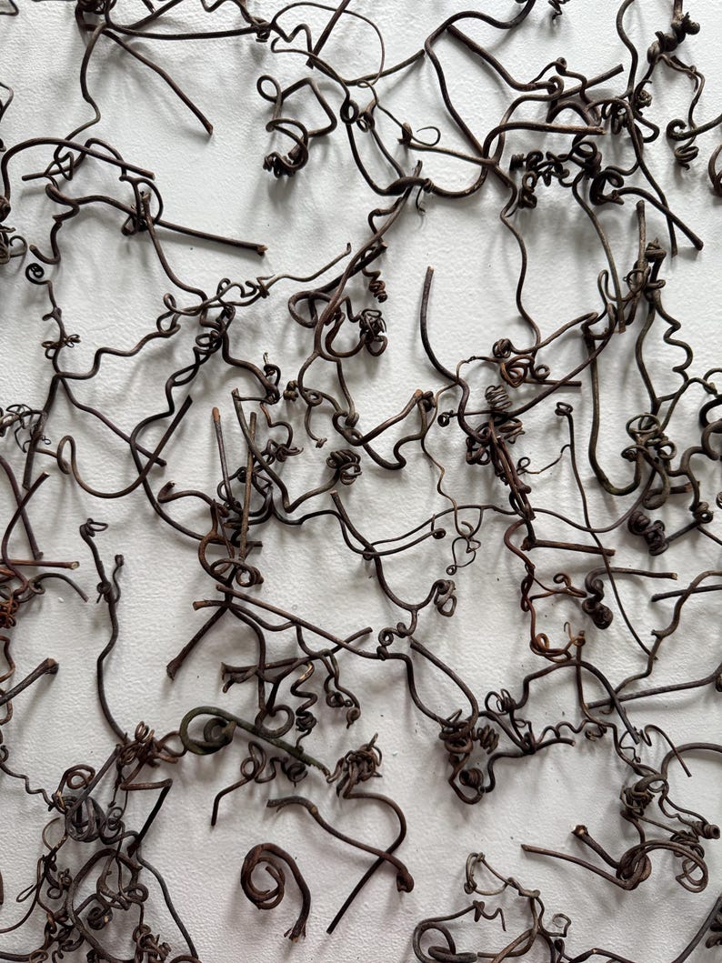 Grapevine Tendrils Light and Airy Naturally Dried 2-5" Length for ...