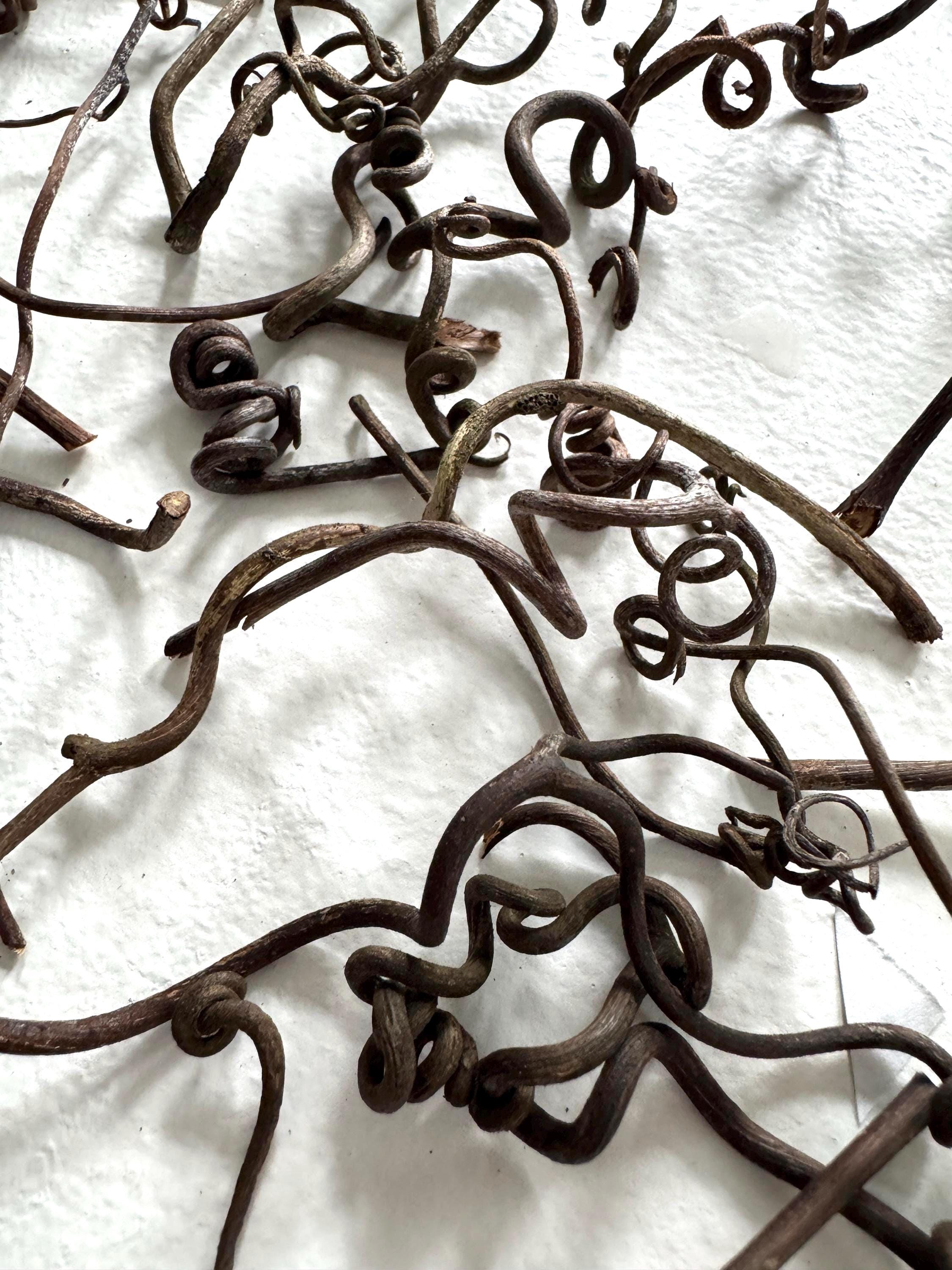 Grapevine Tendrils Light and Airy Naturally Dried 2-5" Length for ...