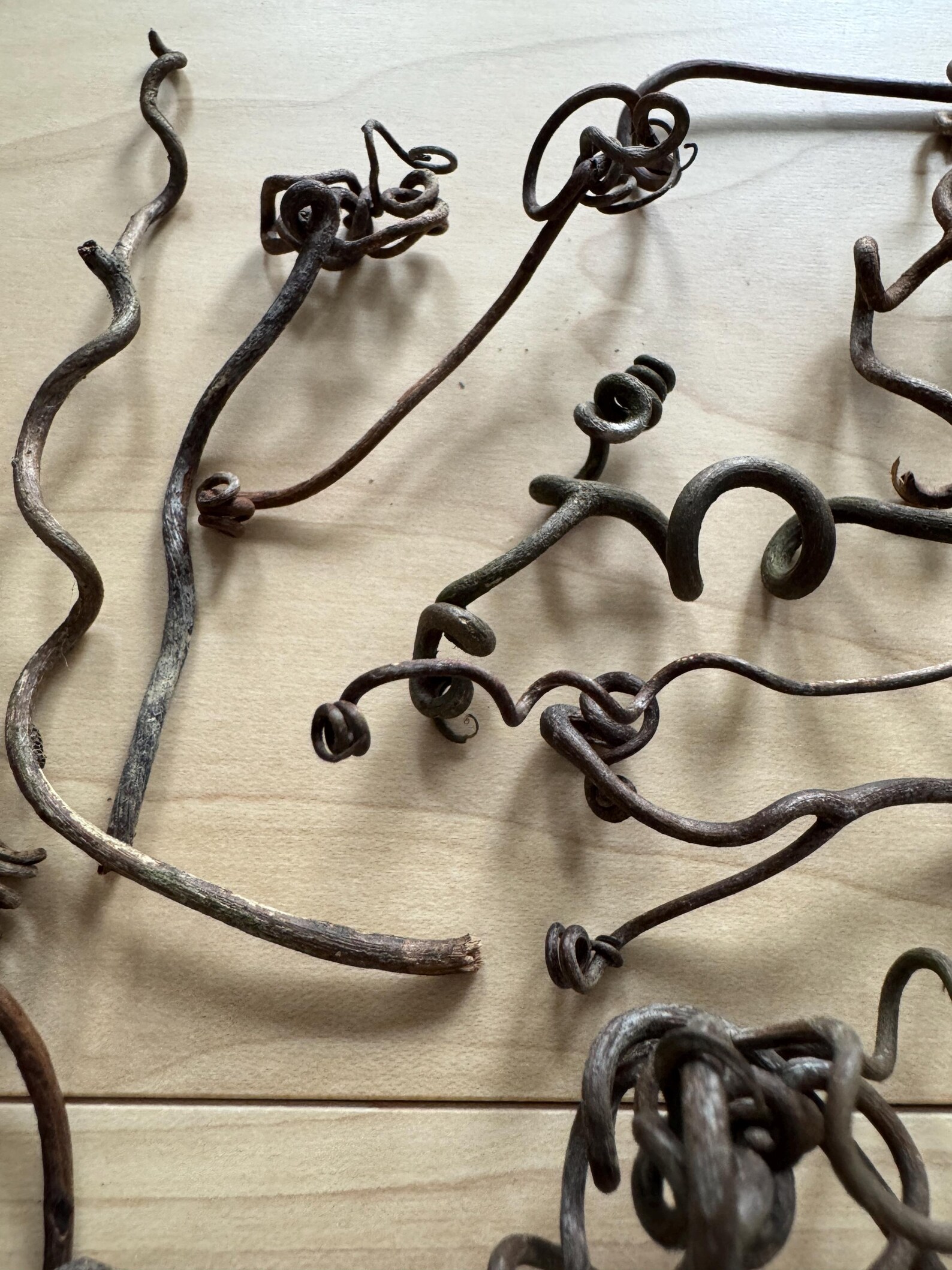 Grapevine Tendrils Light and Airy Naturally Dried 2-5" Length for ...