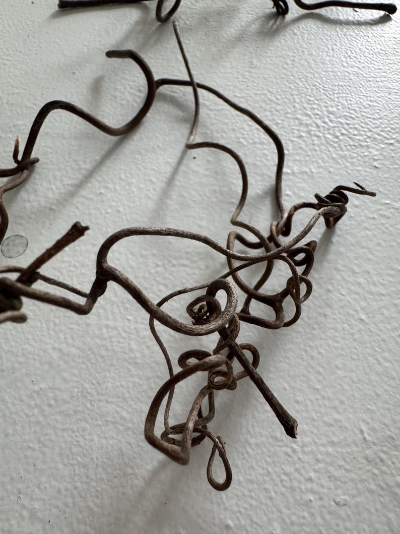Grapevine Tendrils Light and Airy Naturally Dried 2-5" Length for ...