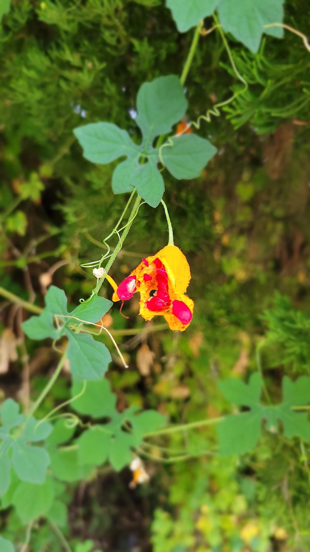 Cerasee Bush Tea Leaves Limited Edition Cecil Cerasee Experience the ...