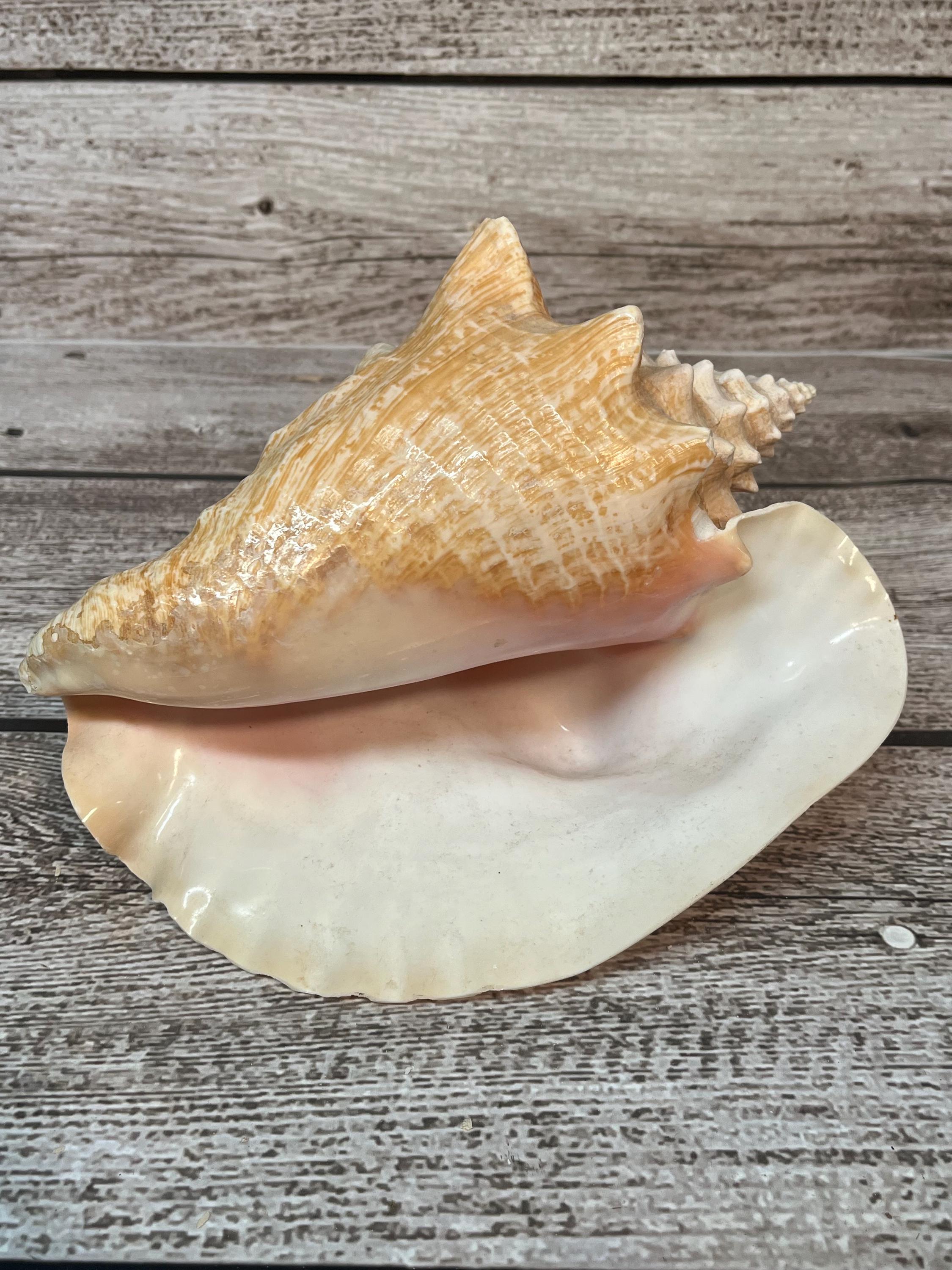 Vintage Large Conch Shell - Etsy
