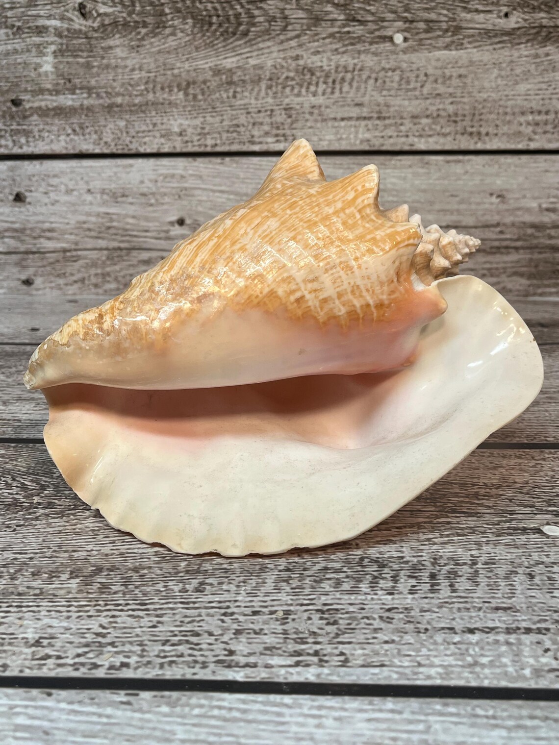 Vintage Large Conch Shell - Etsy