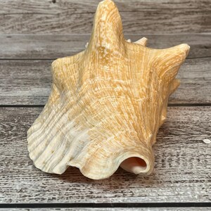 Vintage Large Conch Shell - Etsy