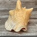 Vintage Large Conch Shell - Etsy