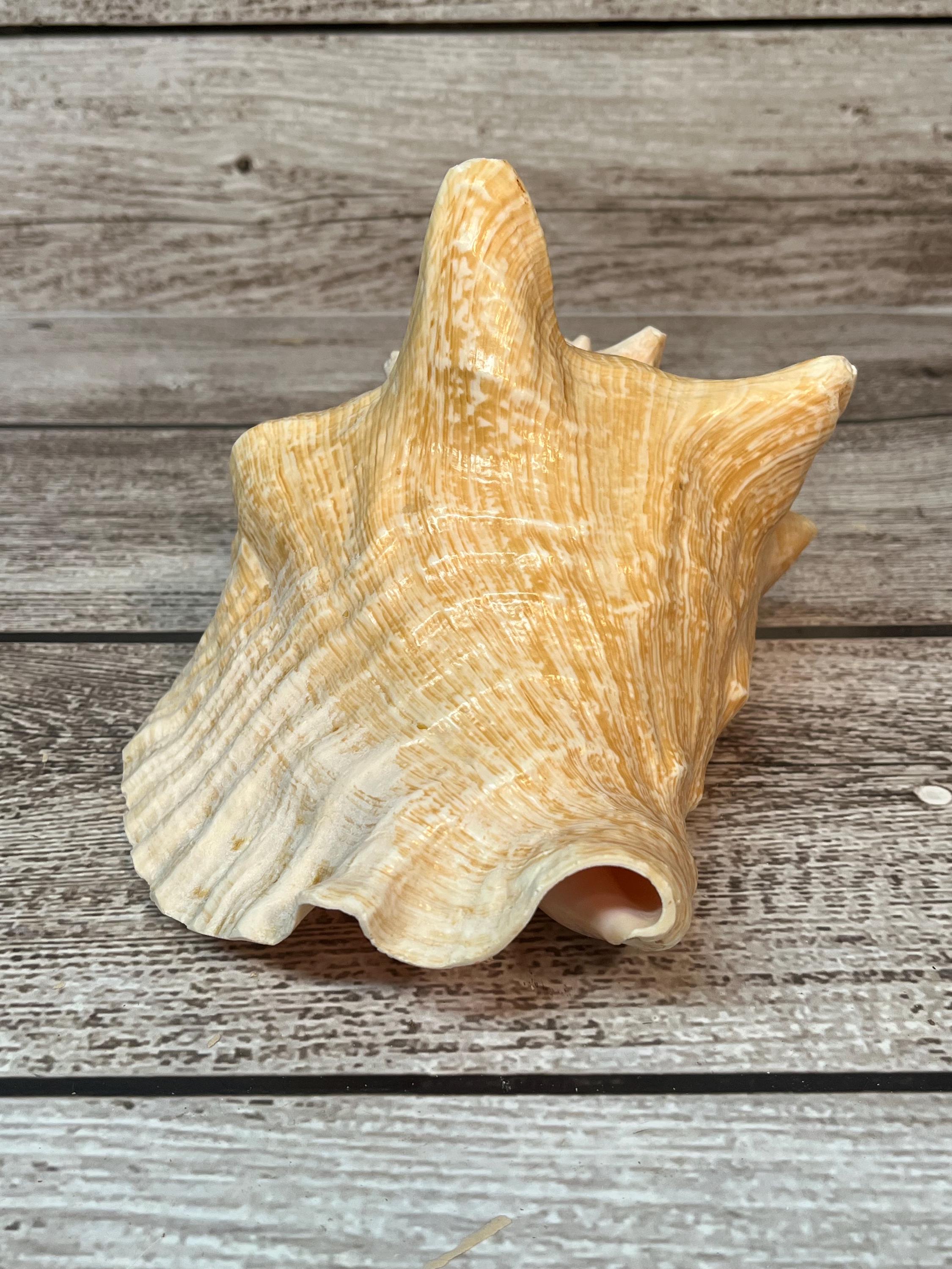 Vintage Large Conch Shell - Etsy