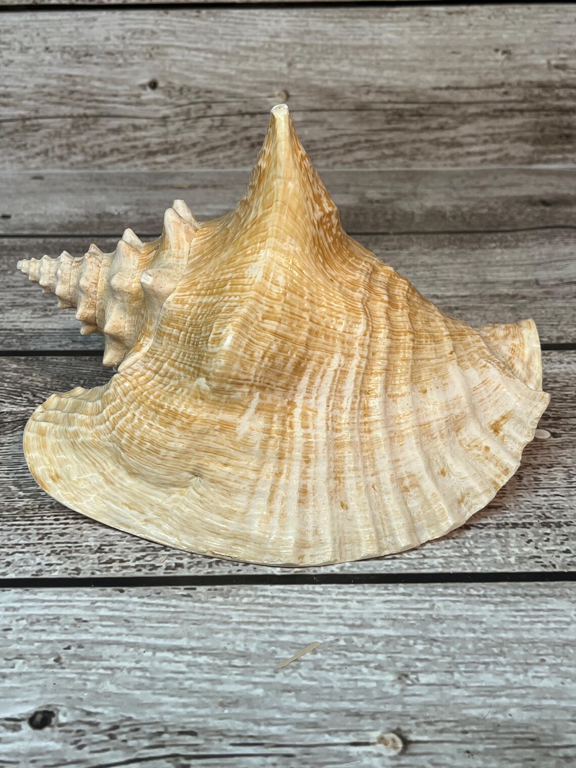 Vintage Large Conch Shell - Etsy