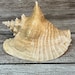 Vintage Large Conch Shell - Etsy