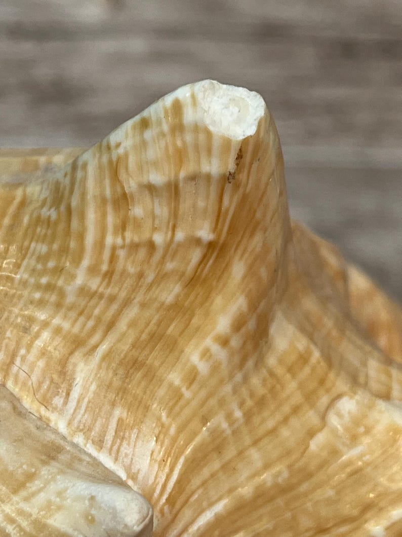 Vintage Large Conch Shell - Etsy