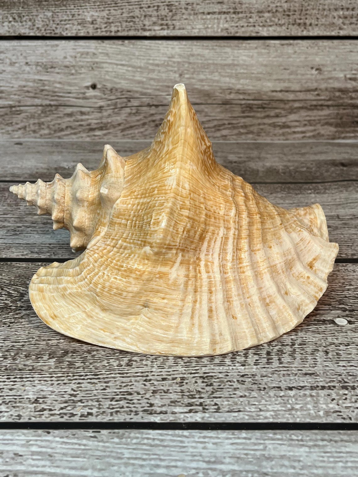 Vintage Large Conch Shell - Etsy