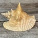 Vintage Large Conch Shell - Etsy