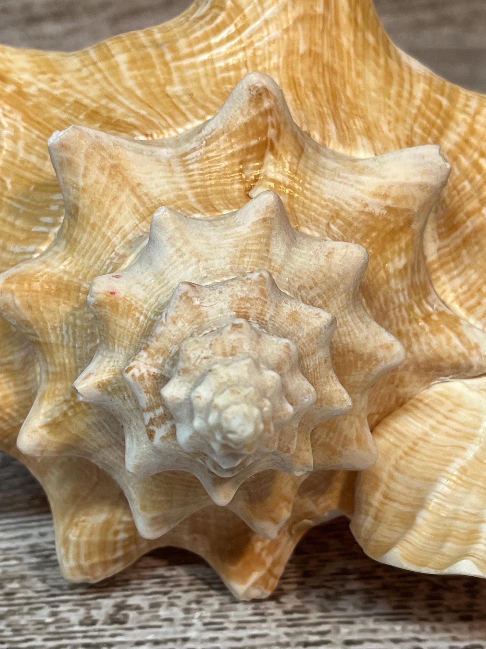 Vintage Large Conch Shell - Etsy