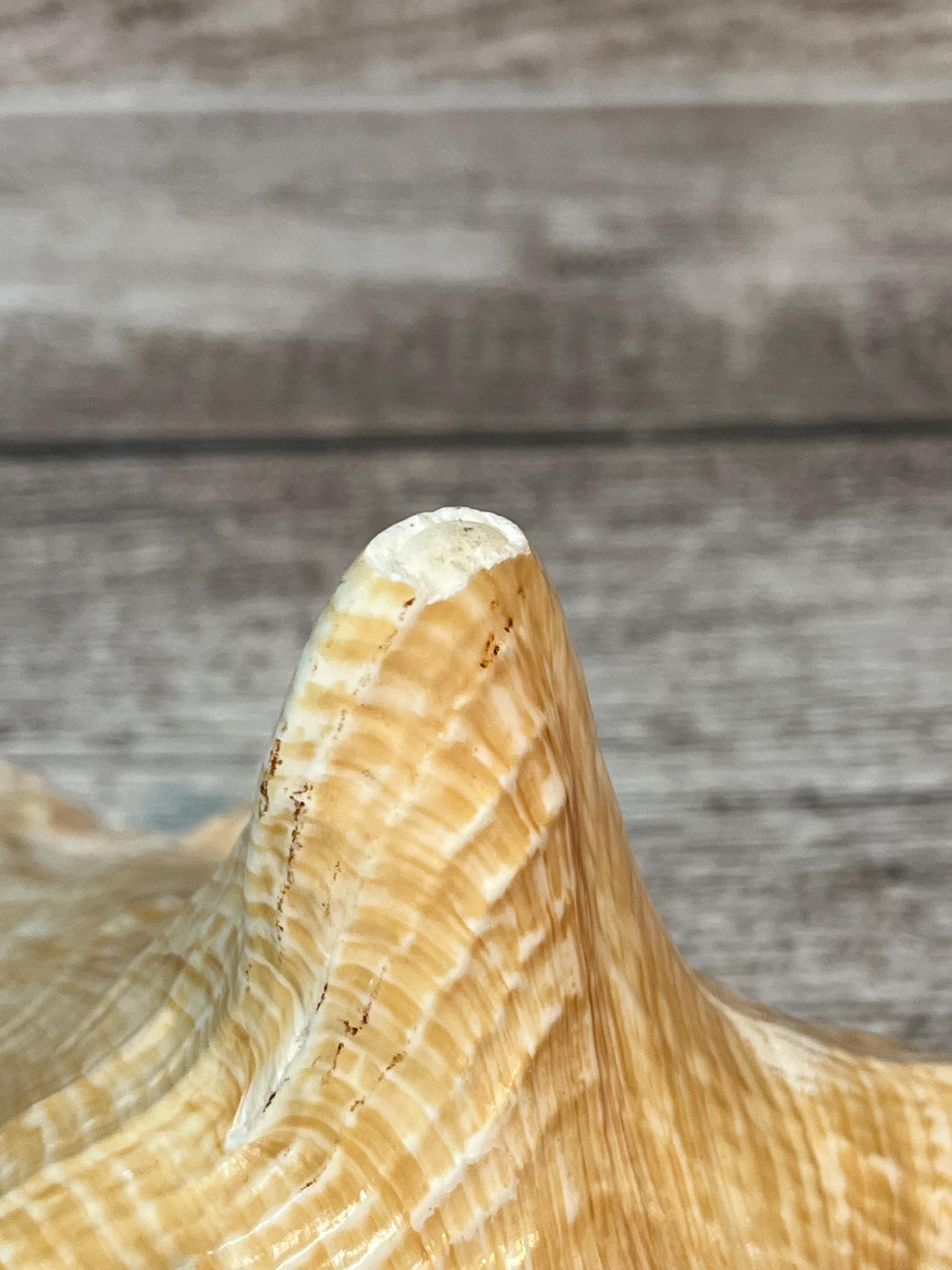 Vintage Large Conch Shell - Etsy